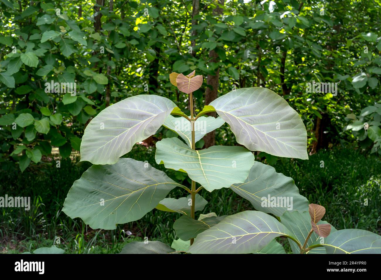 Green teak (Tectona grandis) green leaves Stock Photo - Alamy