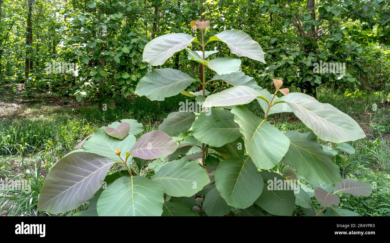 Green teak (Tectona grandis) green leaves Stock Photo - Alamy