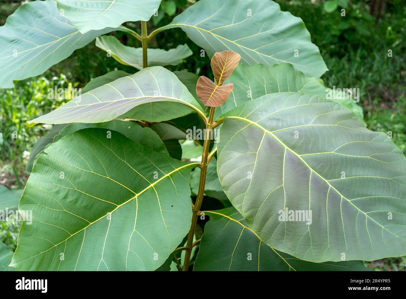 Green teak (Tectona grandis) green leaves Stock Photo - Alamy