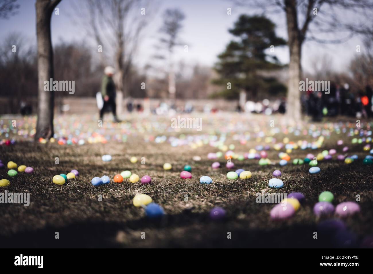Open field with hundreds of plastic Easter eggs for a kids public hunt ...