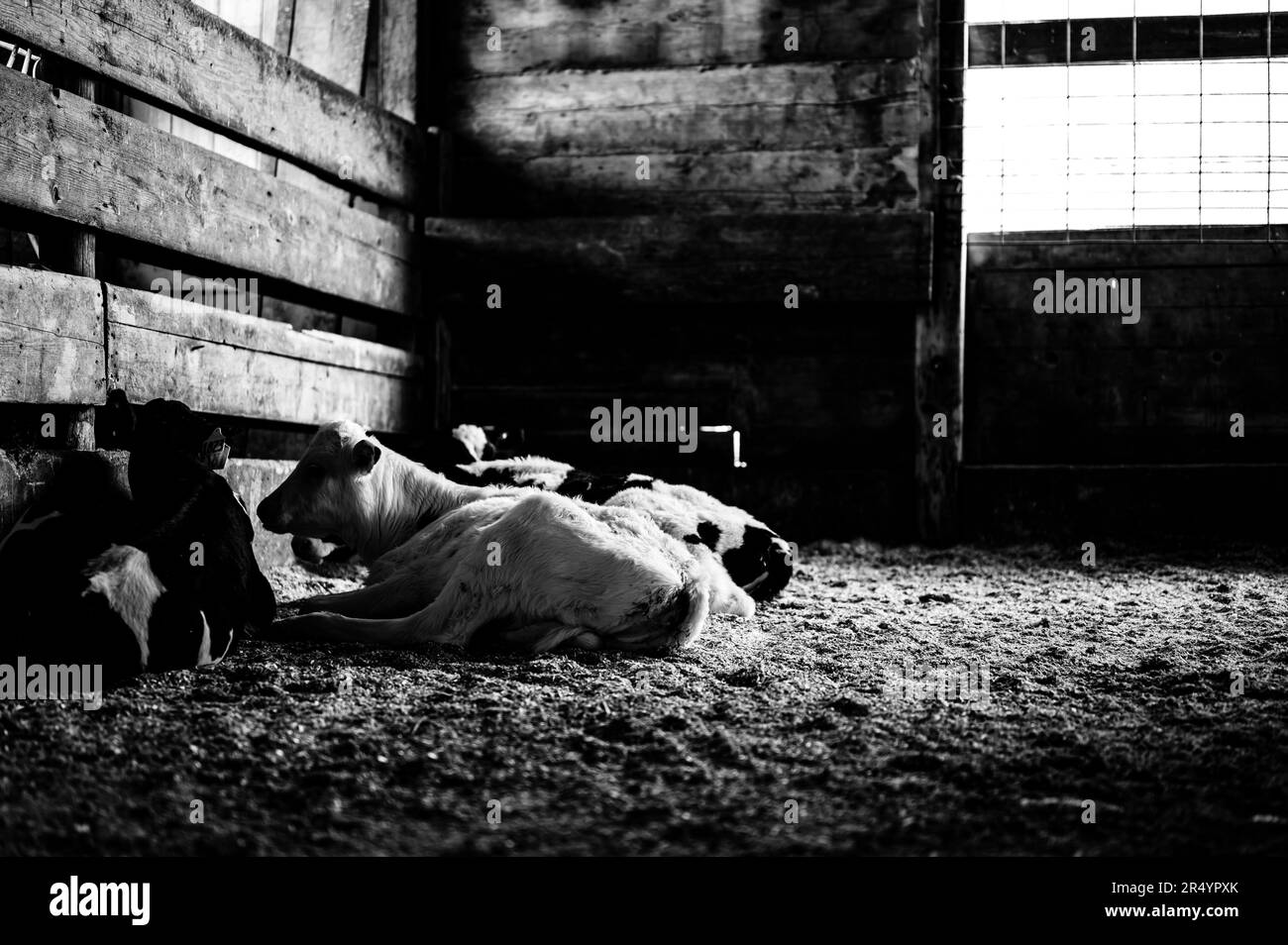 Weaned Holstein dairy calves laying a pen on sawdust and straw Stock ...