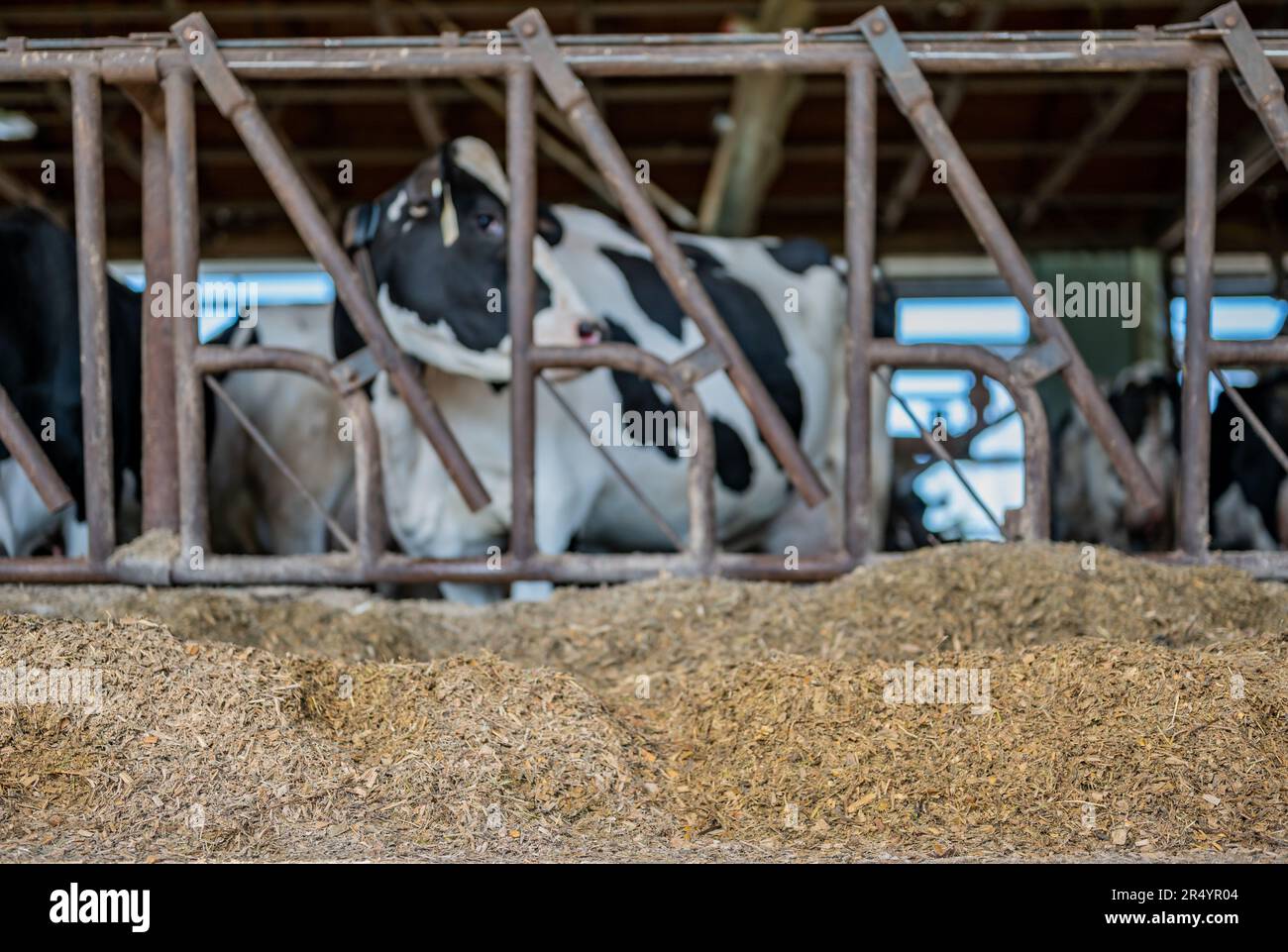 Row of silage in a dairy barn with stanchions. for cattle to eat ...