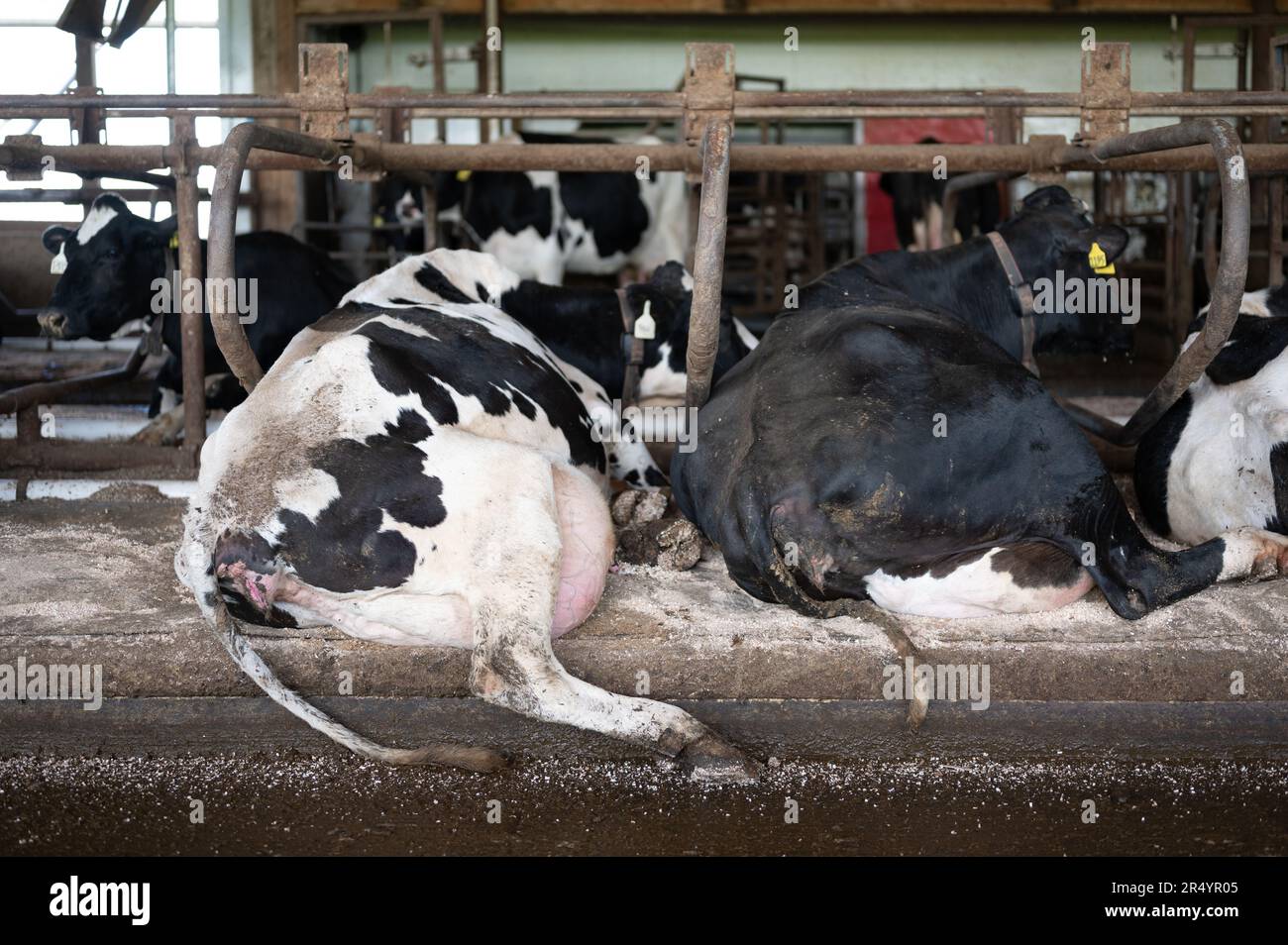 Holstein cows in freestall barn hi-res stock photography and images - Alamy