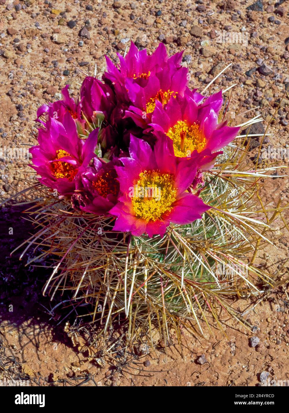 American hedgehog cactus hi-res stock photography and images - Alamy