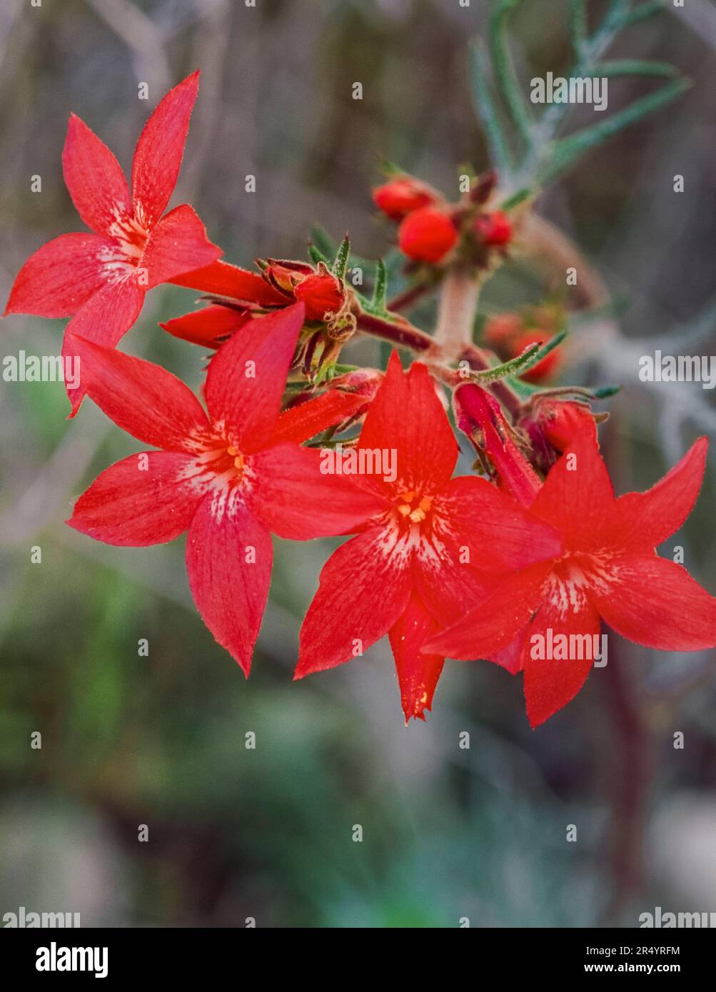 Skyrocket Flower