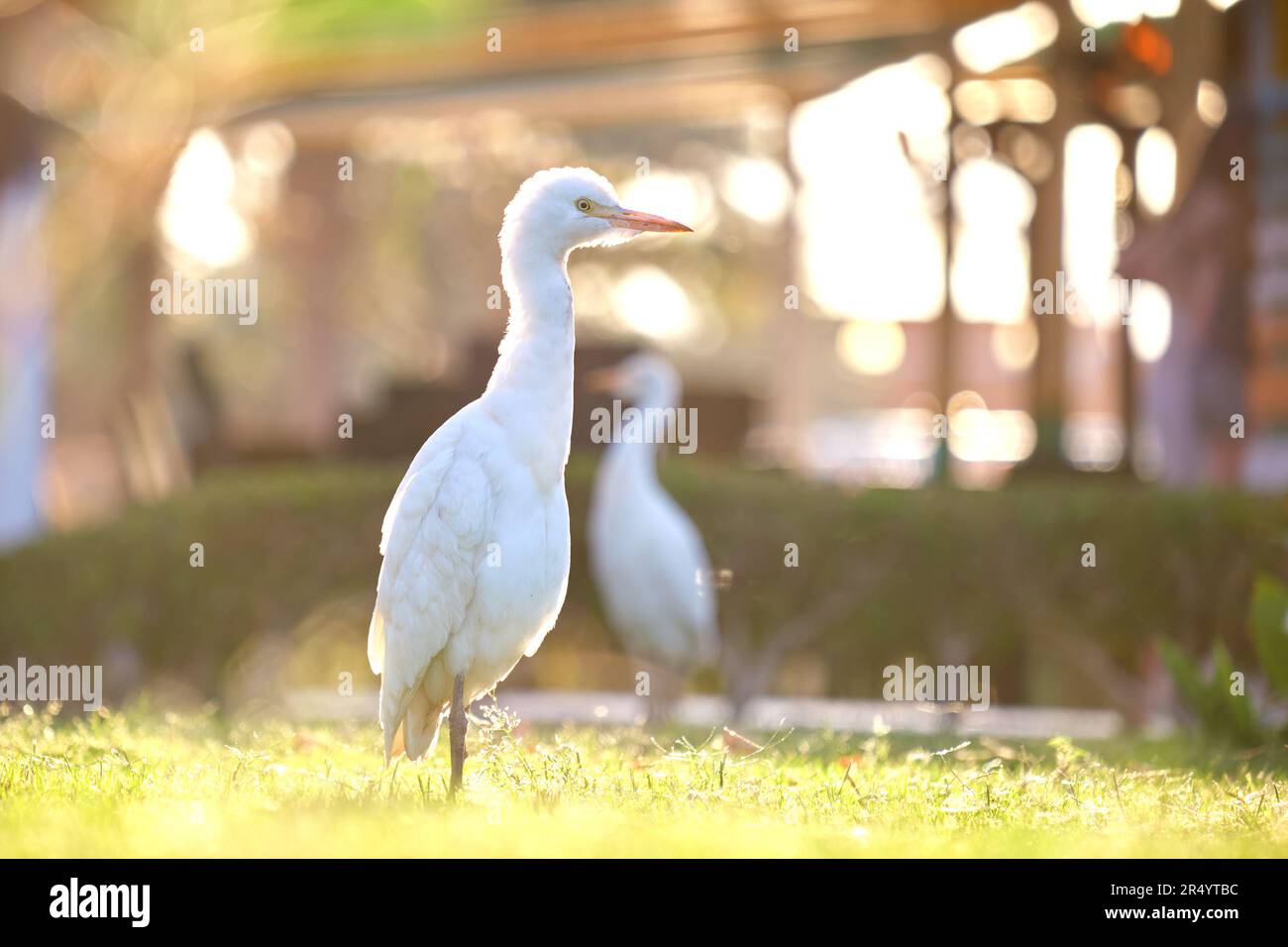 White cattle egret wild bird, also known as Bubulcus ibis walking on ...