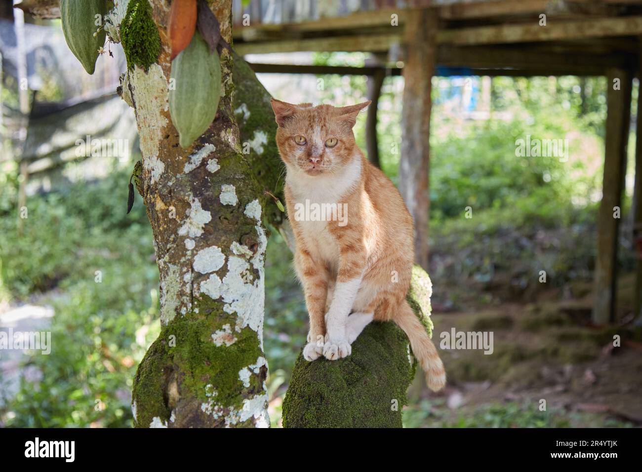 The traditional Annah Rais longhouse outside of Kuching, Sarawak ...