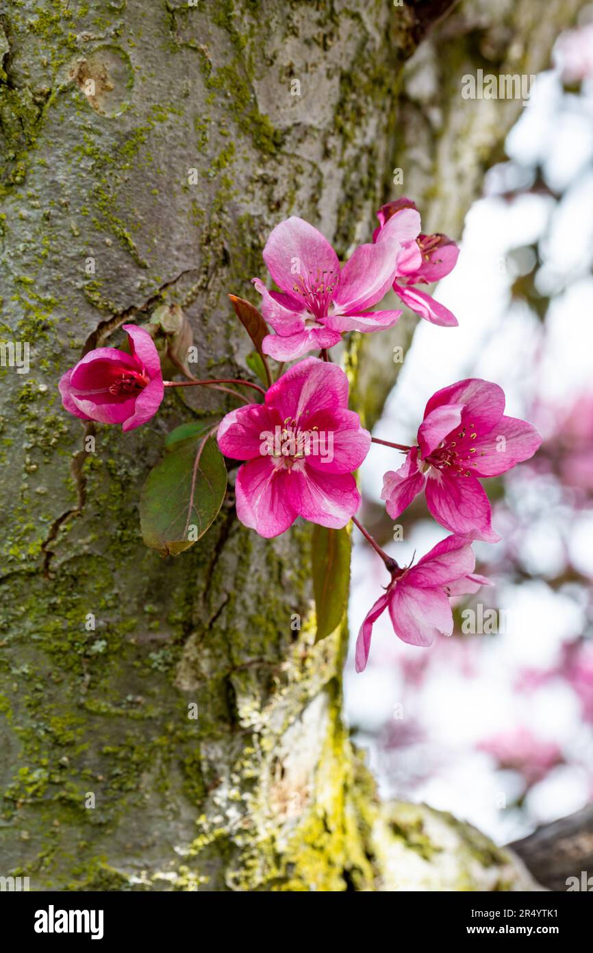 Flowers blooming on tree trunk hi-res stock photography and images - Alamy