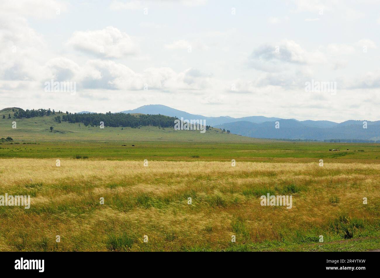 A wide steppe with tall, yellowed grass at the foot of a range of hills under a cloudy summer ...