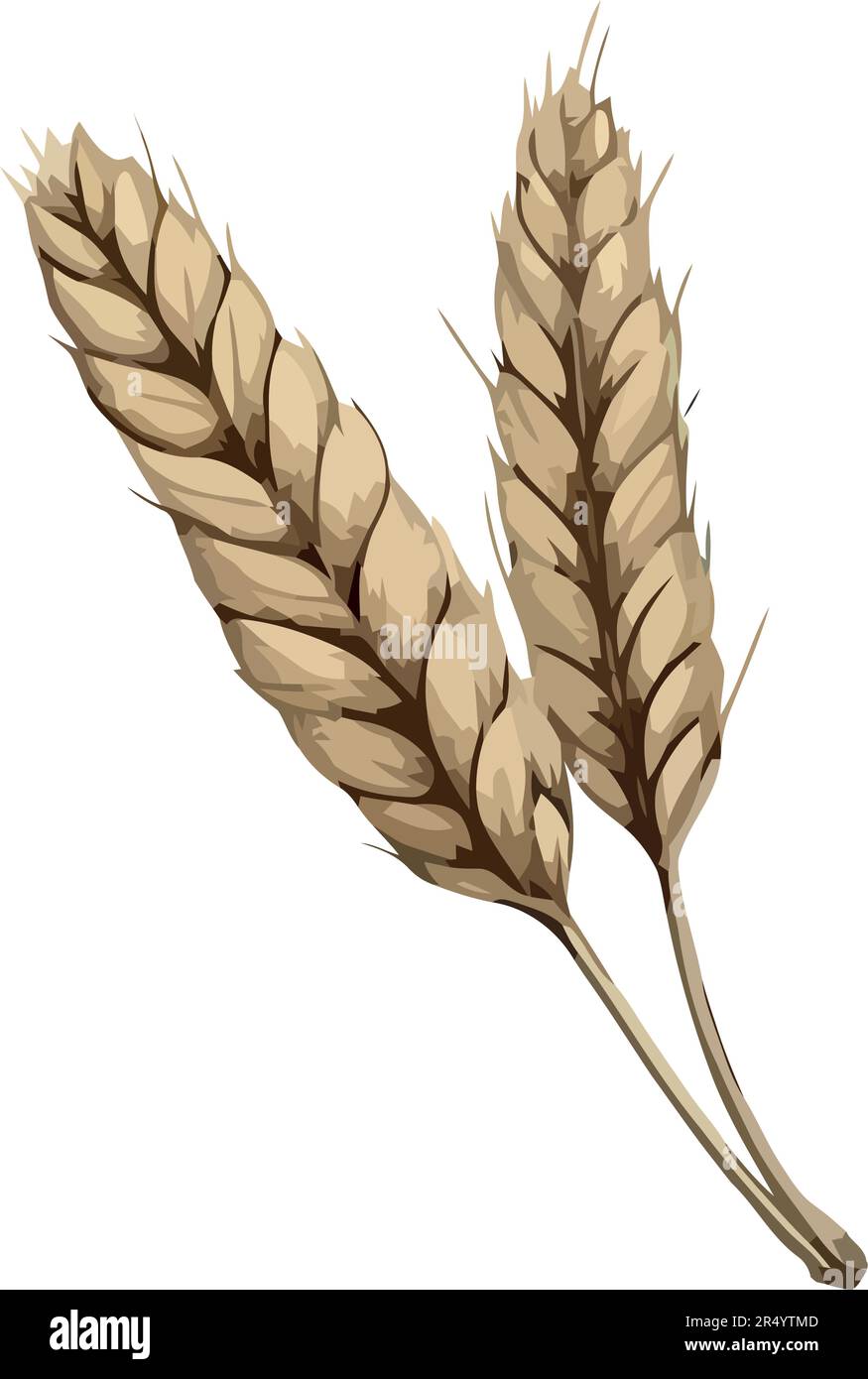 Wheat spikes in yellow Stock Vector Images - Alamy