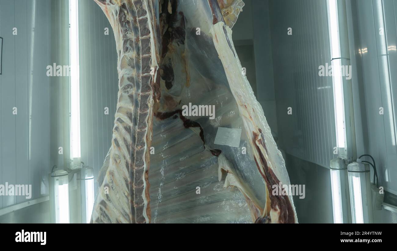 Beef certified for export in a butcher plant Stock Photo - Alamy