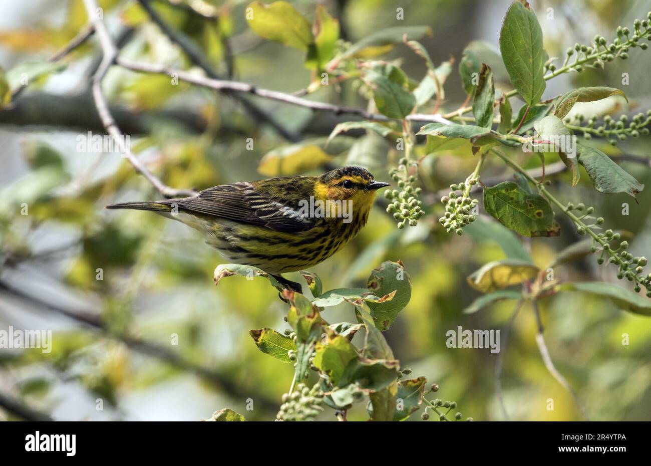 Closeup of male Cape May Warbler perching in flowering shrub during ...