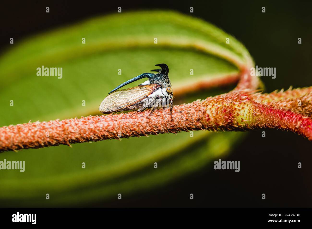 Close up a strange treehopper (horned tree hopper) on tree branch and ...