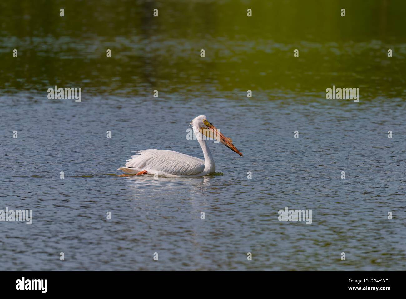 The American white pelican .During the breeding season, both males and ...