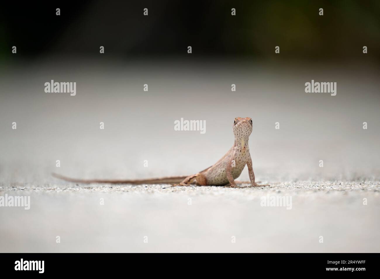 Macro closeup of blown alone lizard warming on summer sun. Anolis ...