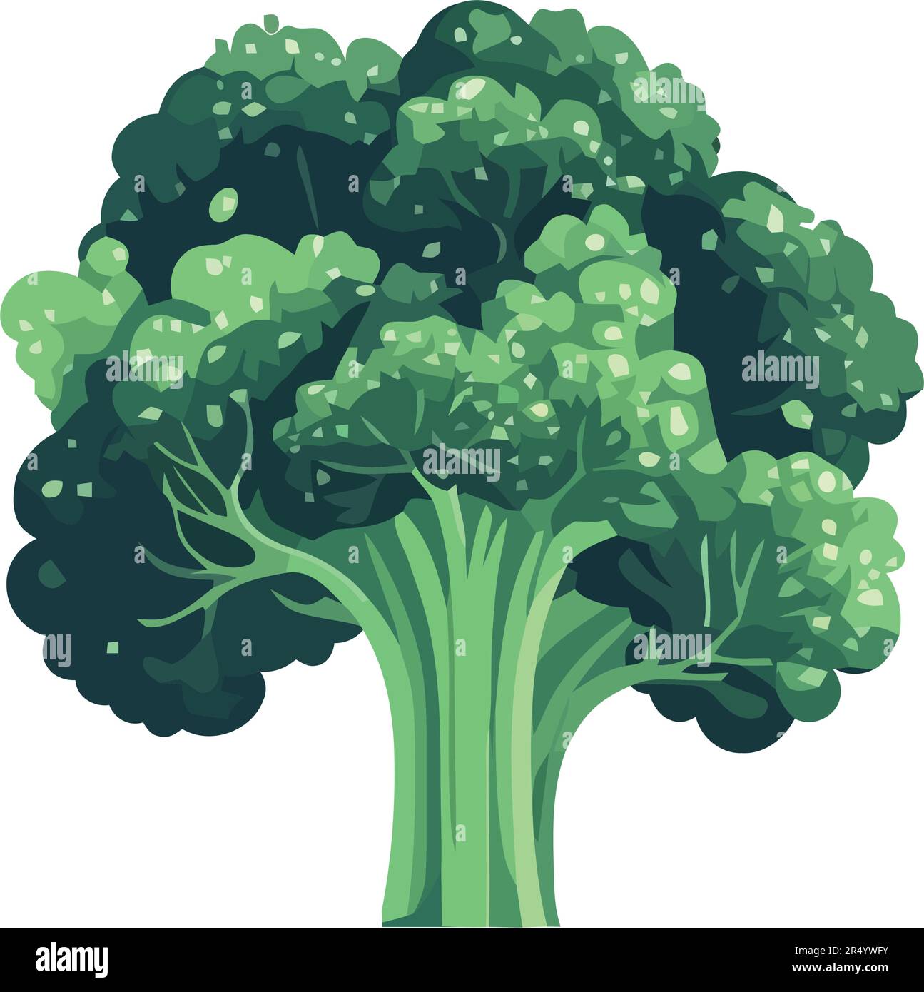 Fresh broccoli, a symbol of healthy eating Stock Vector Image & Art - Alamy