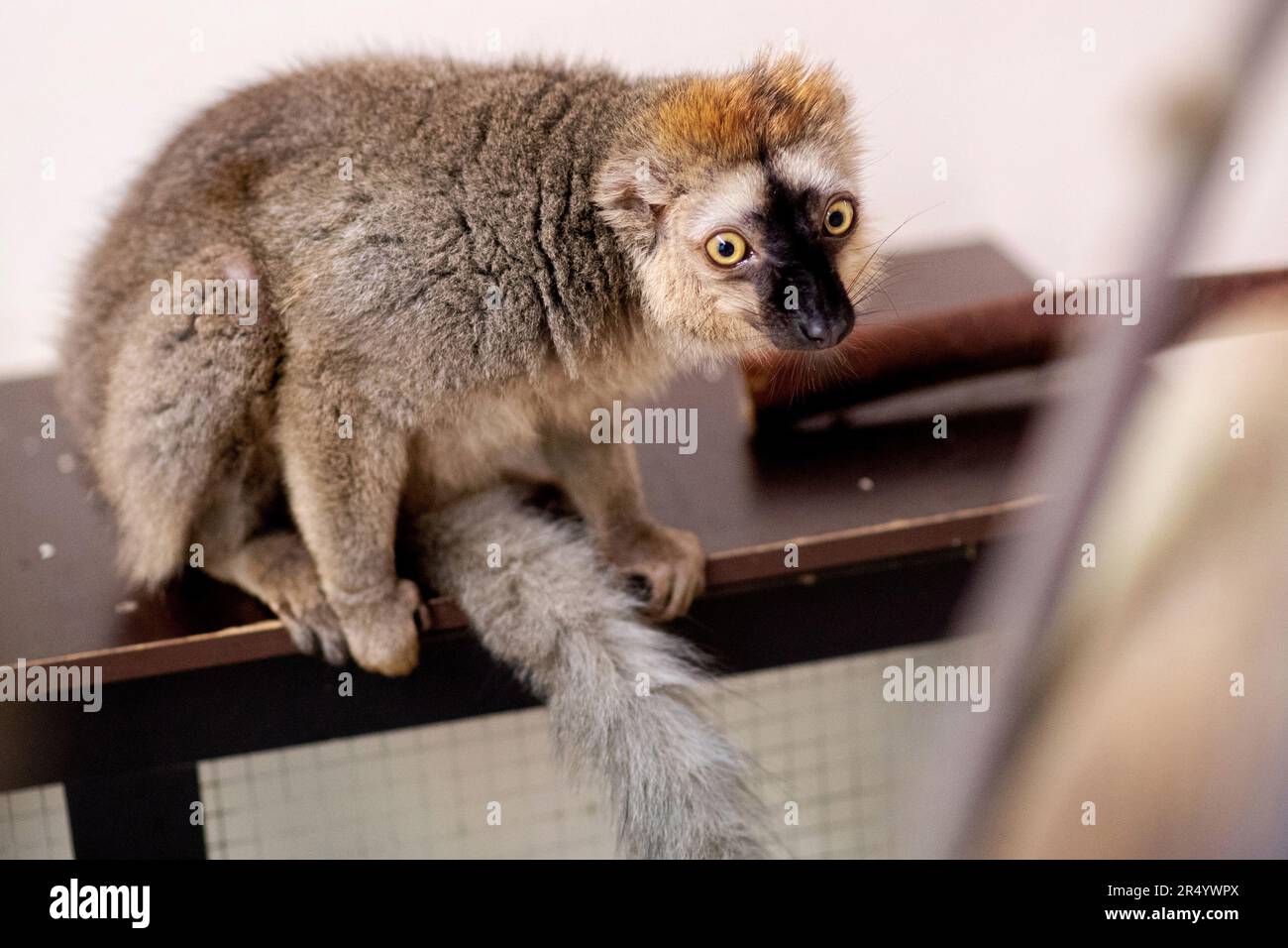 Jaderberg, Germany. 23rd May, 2023. The red-fronted macaque "Enzo ...