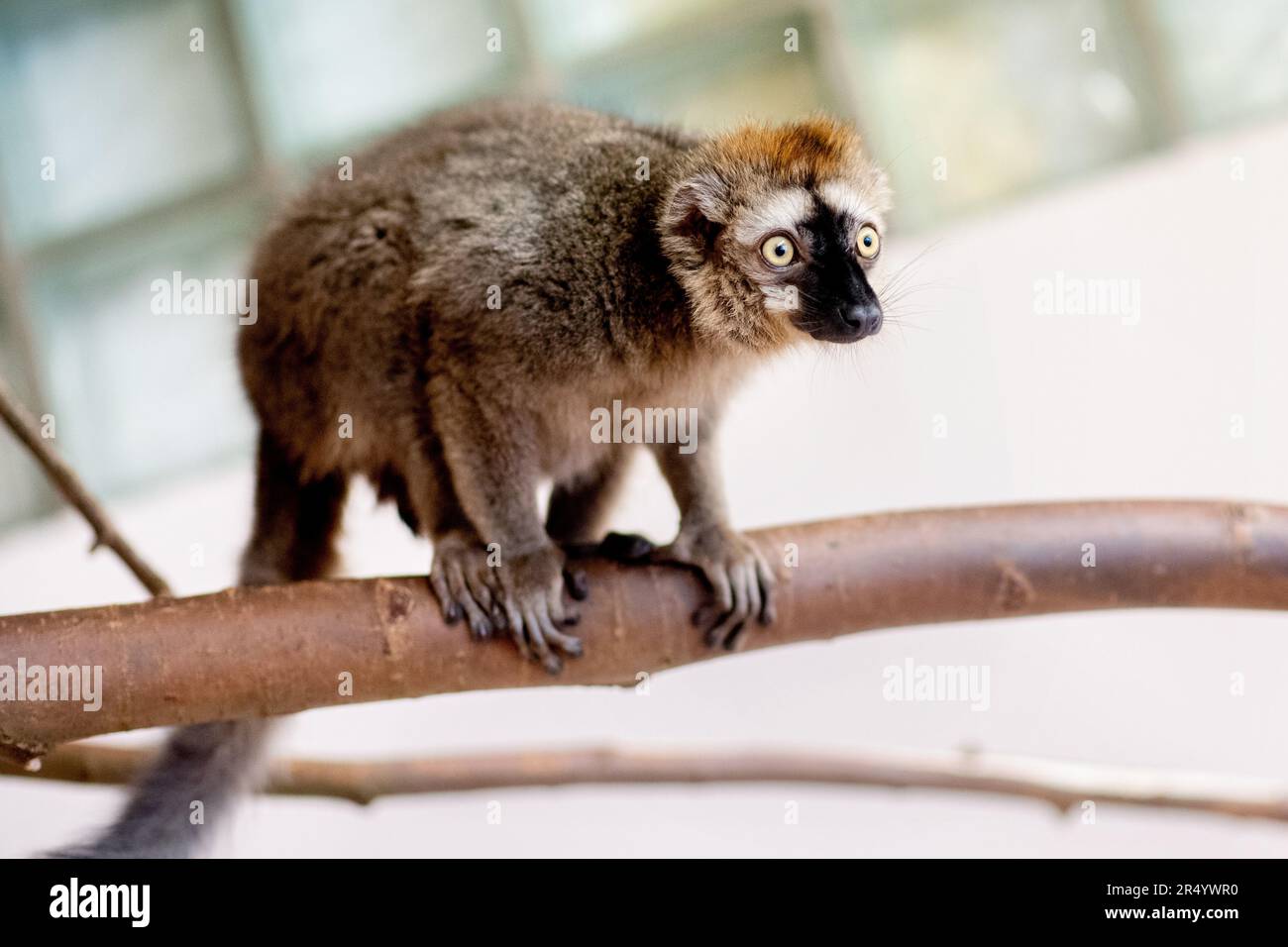 Macaw monkeys hi-res stock photography and images - Alamy