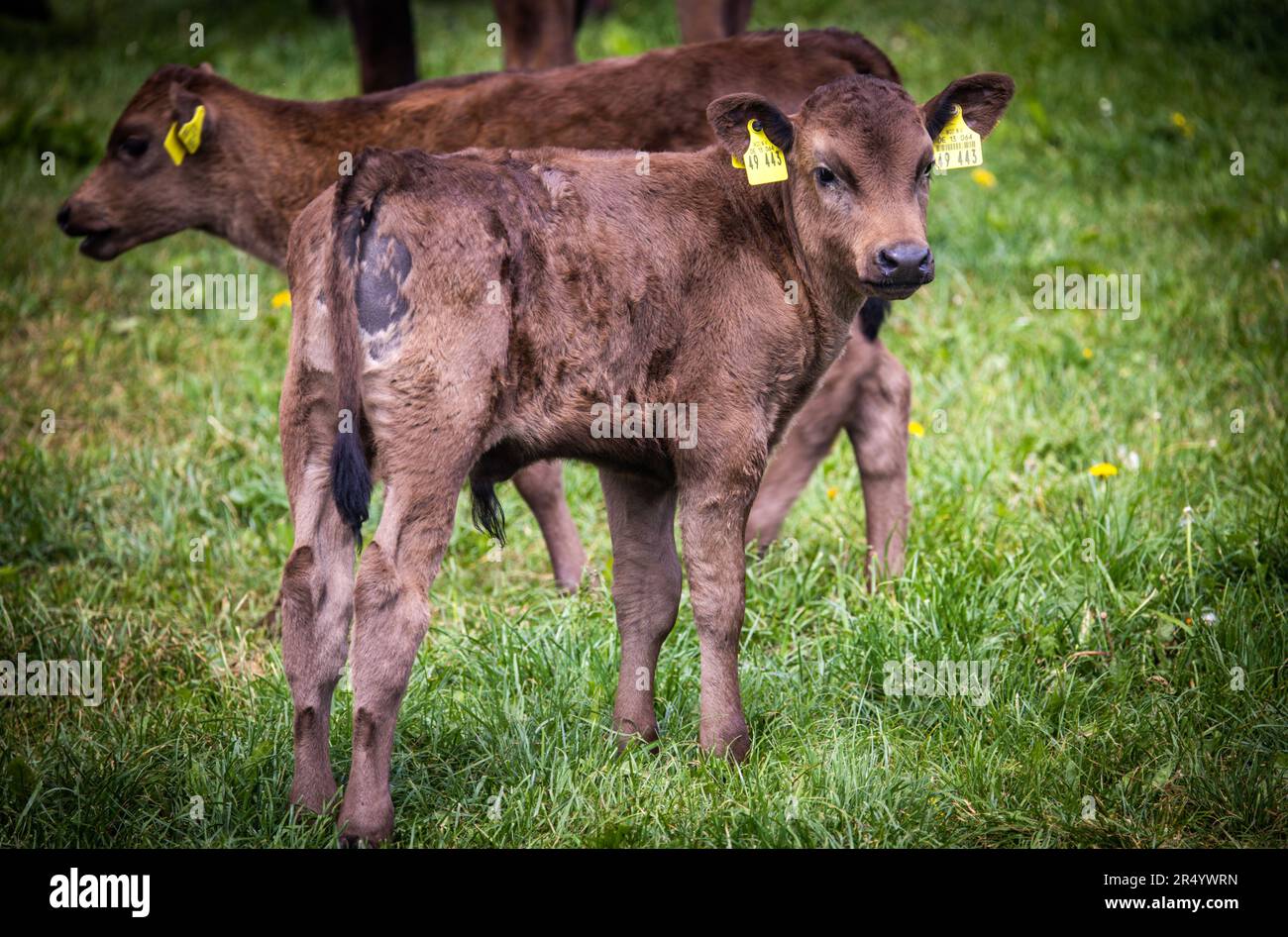 PRODUCTION - 30 May 2023, Mecklenburg-Western Pomerania, Groß Wokern ...