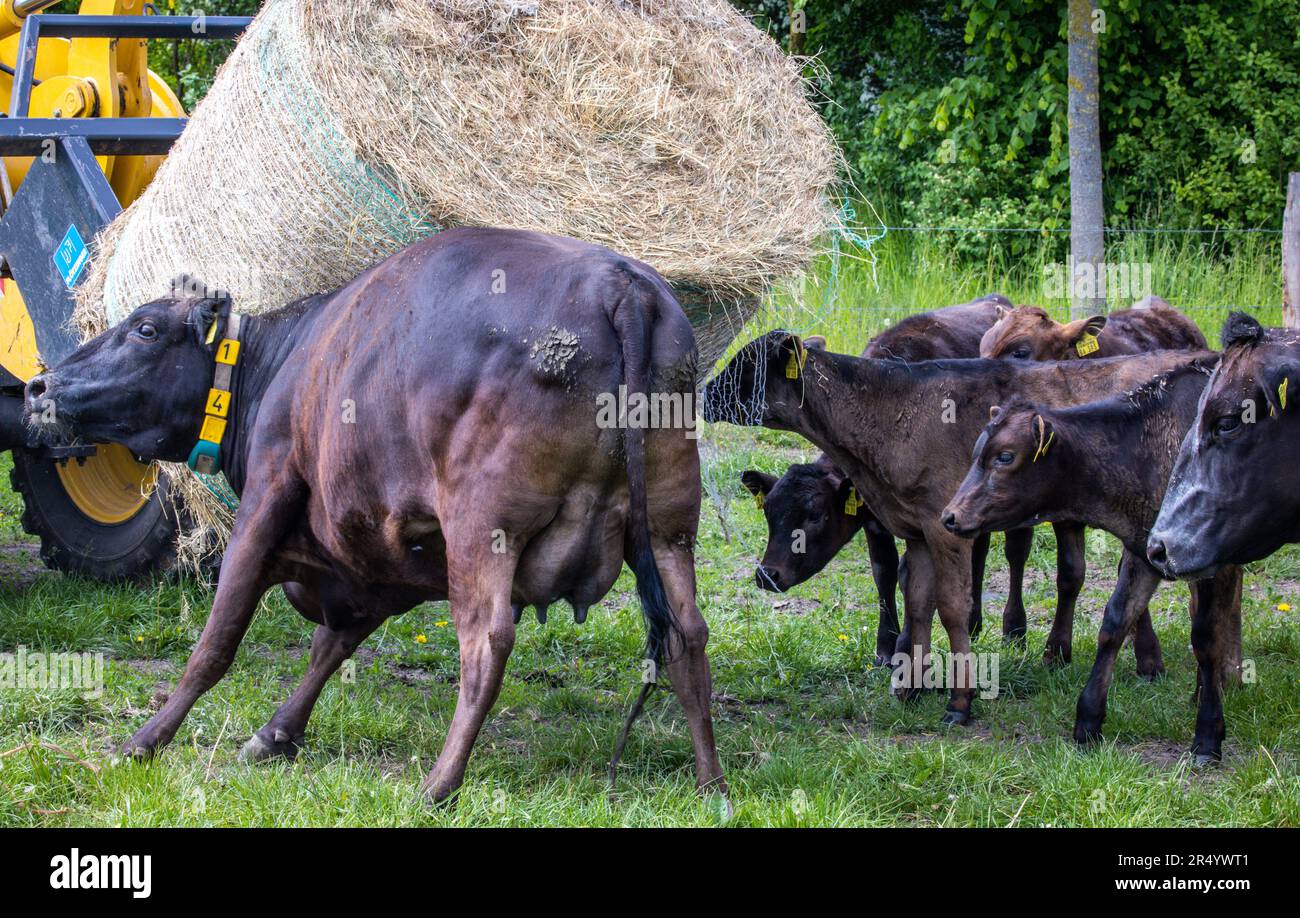 PRODUCTION - 30 May 2023, Mecklenburg-Western Pomerania, Groß Wokern ...