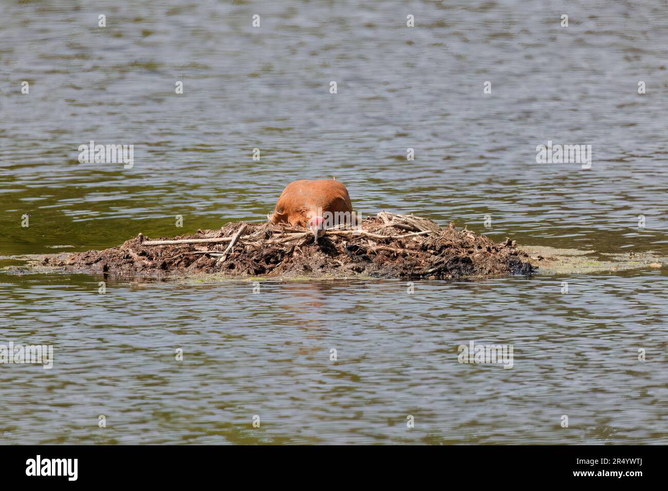 The sandhill crane(Antigone canadensis) on the nest. Native American ...