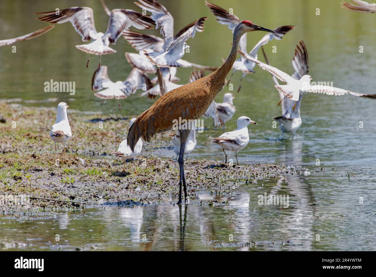 The sandhill crane(Antigone canadensis). Native American bird a species ...