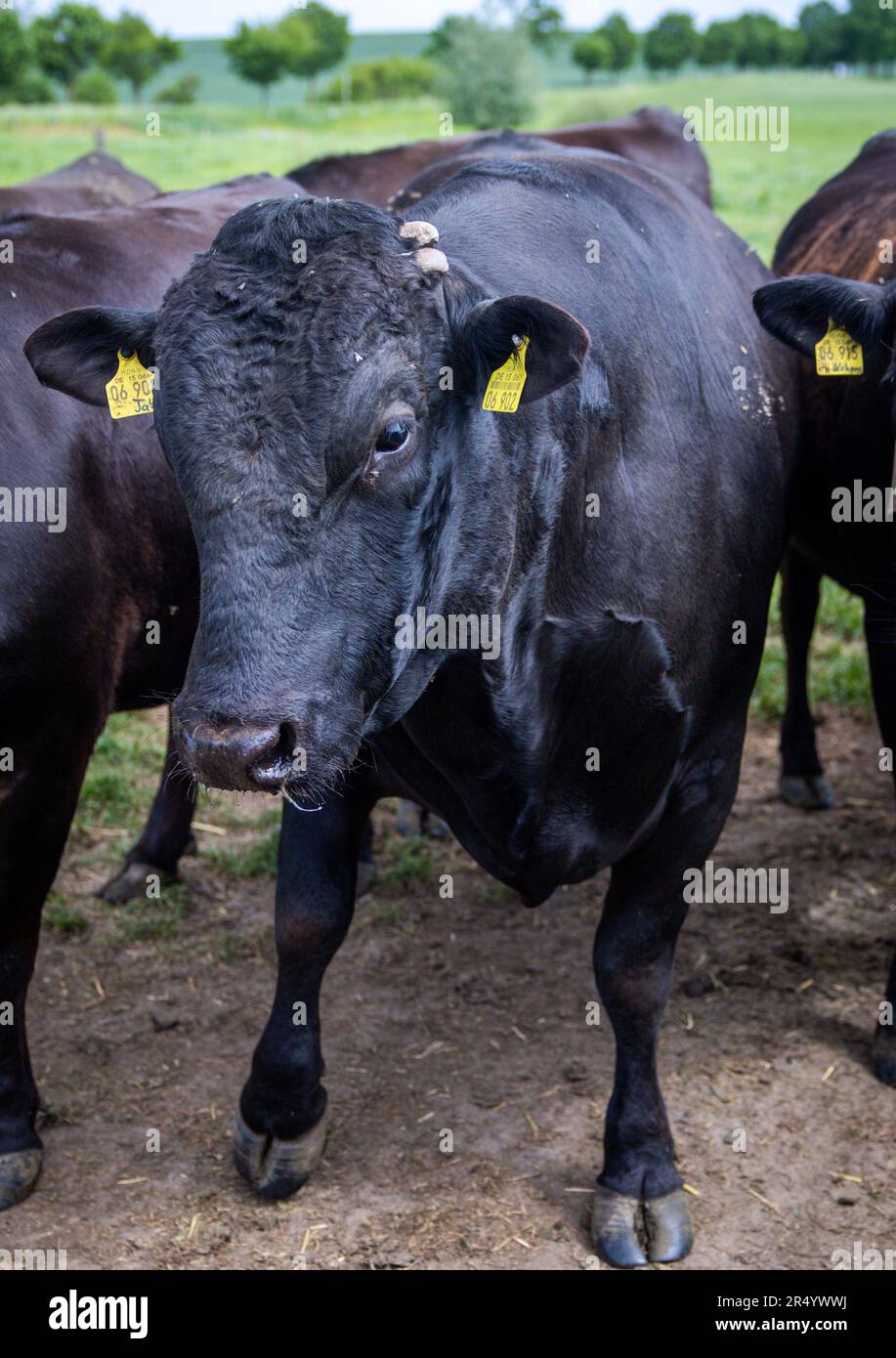 PRODUCTION - 30 May 2023, Mecklenburg-Western Pomerania, Groß Wokern ...