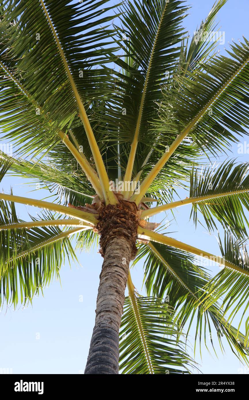 Palm tree fronds growth hi-res stock photography and images - Alamy