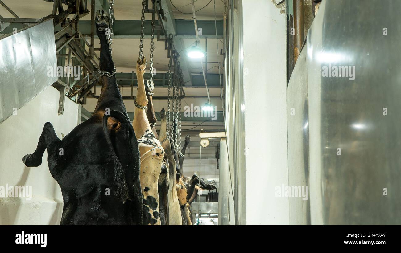 Poultry slaughterhouse food processing hi-res stock photography and ...