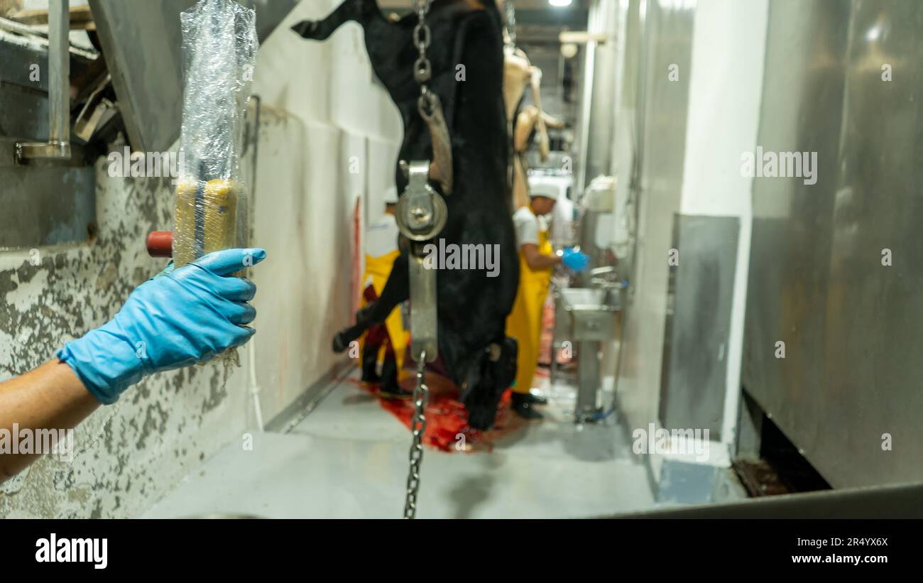Cattle slaughterhouse processing animals Stock Photo - Alamy