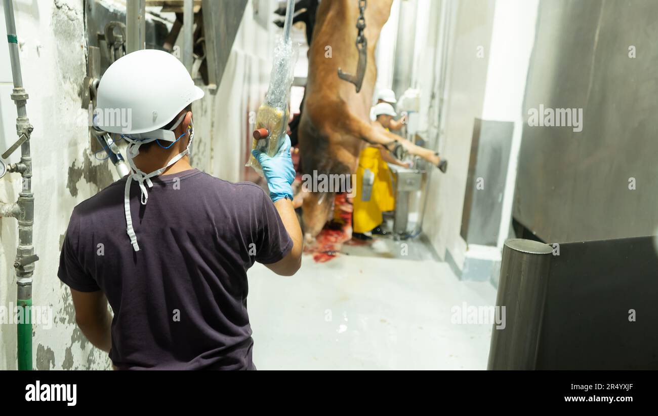 Beef processing plant operators sending animals Stock Photo - Alamy