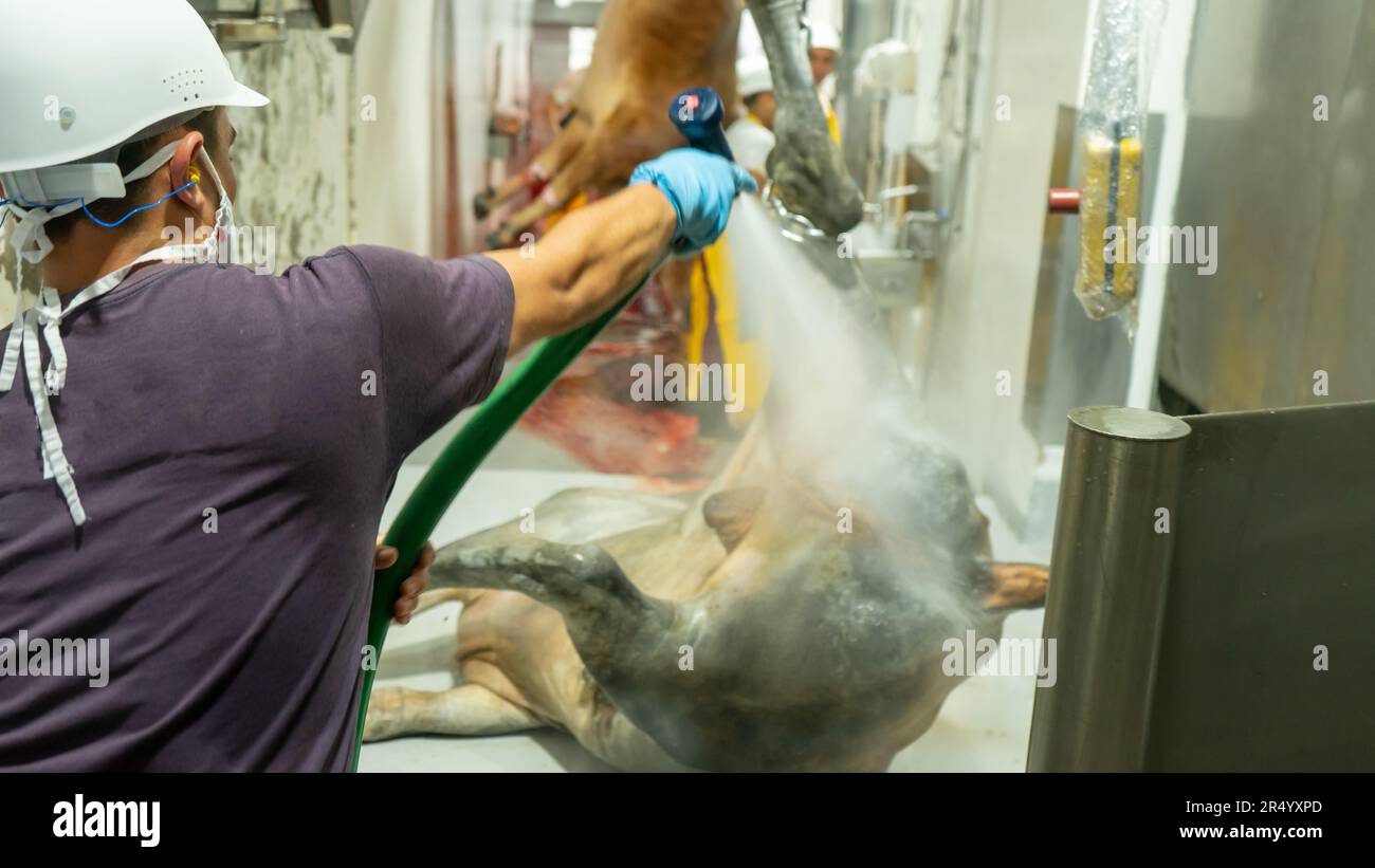 Man cleaning and sterilization of slaughter cattle for beef processing ...