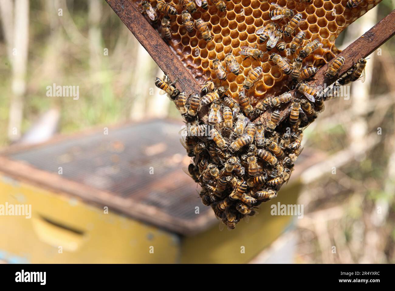 Workers bees seen on a honeycomb. By protecting bees, beekeepers are ...