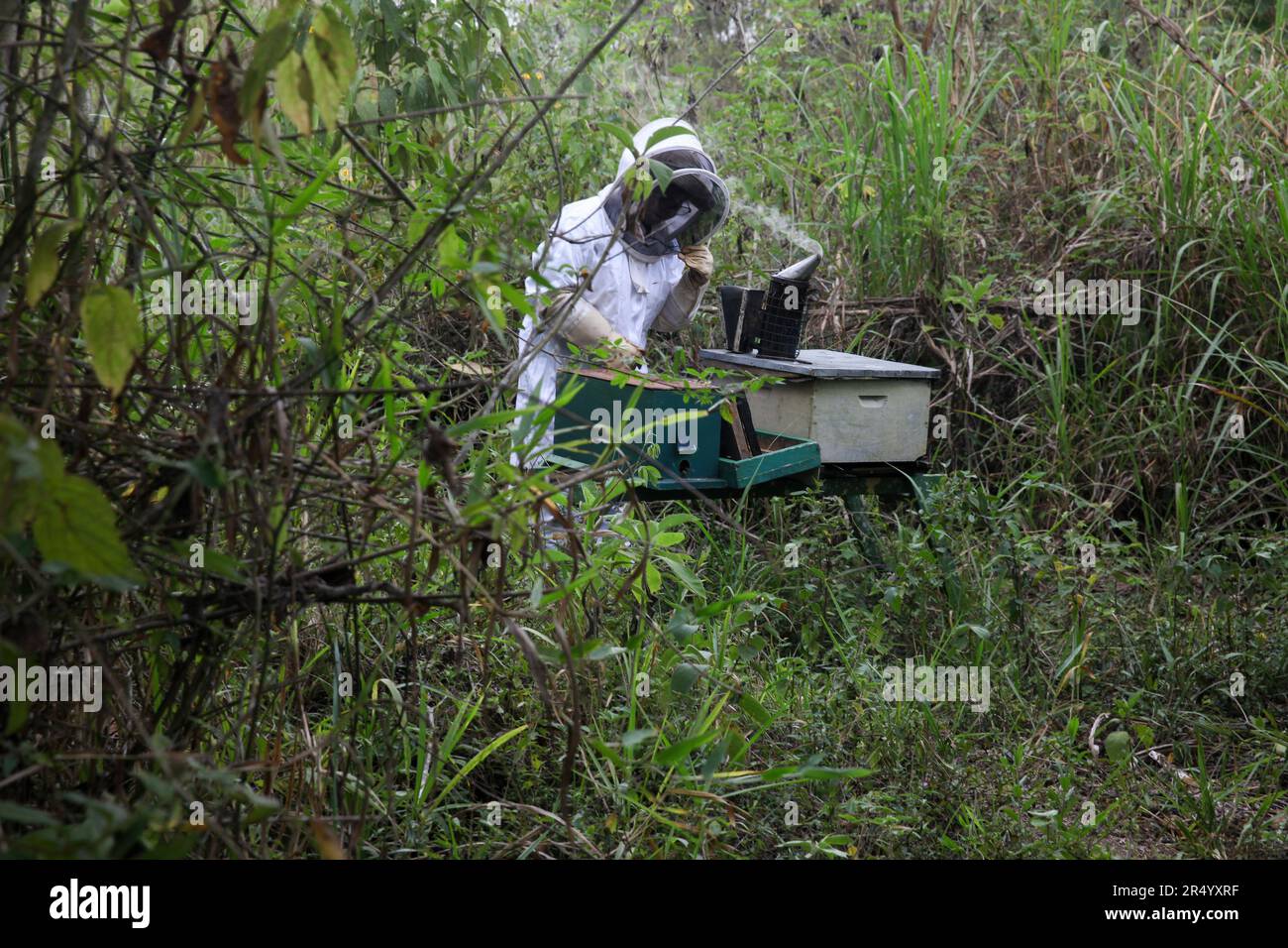 A beekeeper Jose Luis Blanco, supervises a block of beehives. By ...