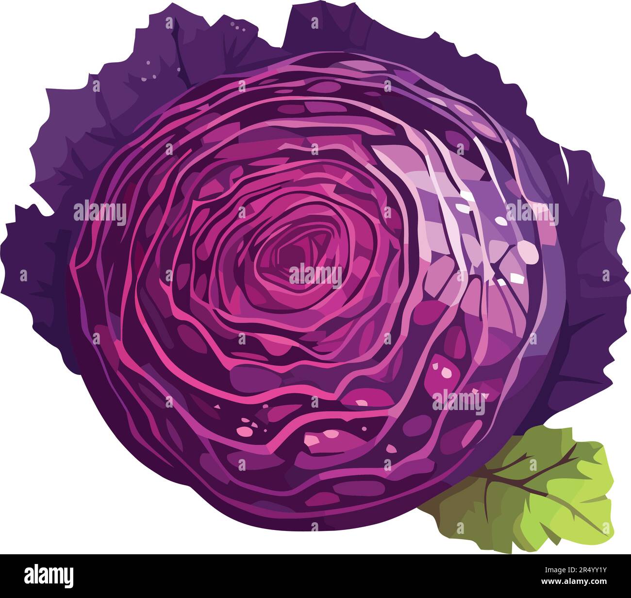 red cabbage vegetable symbolizes healthy eating Stock Vector Image ...