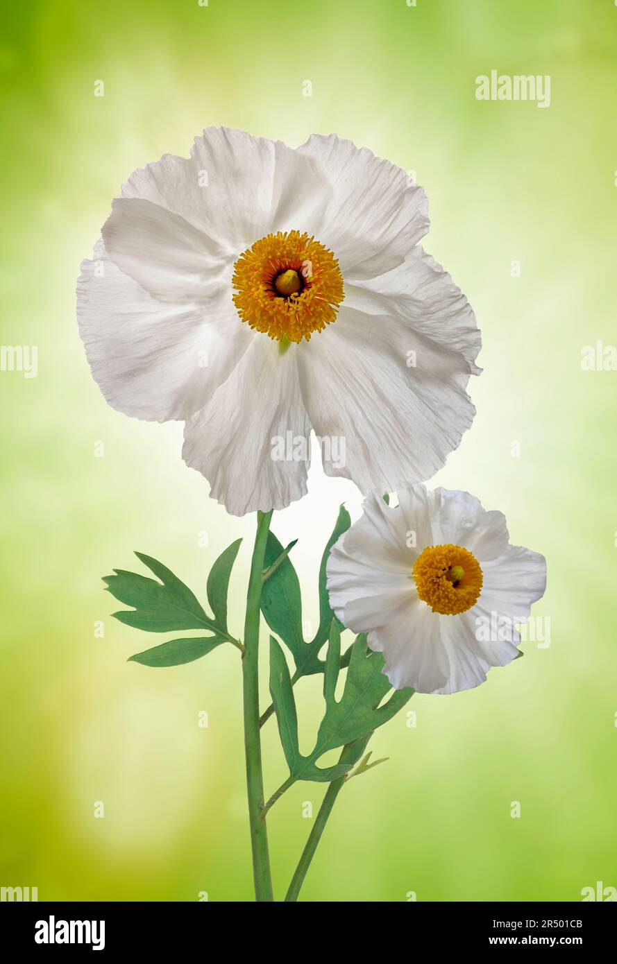 Fresh white flowers with yellow centers, Romneya Colteri, poppy-like ...