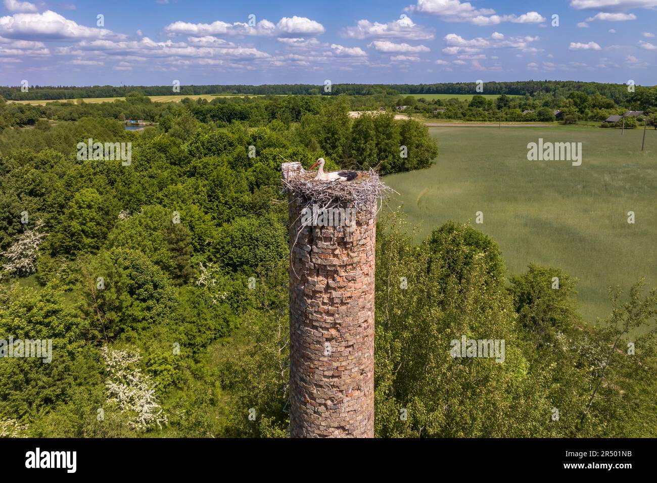 a stork hatches its chicks in nest on top of tall old brick chimney ...