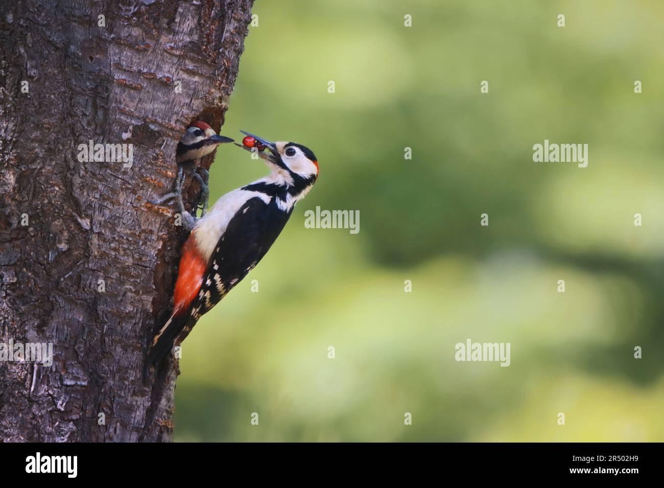 Beautiful ecology and nature landscape with a family of colored ...