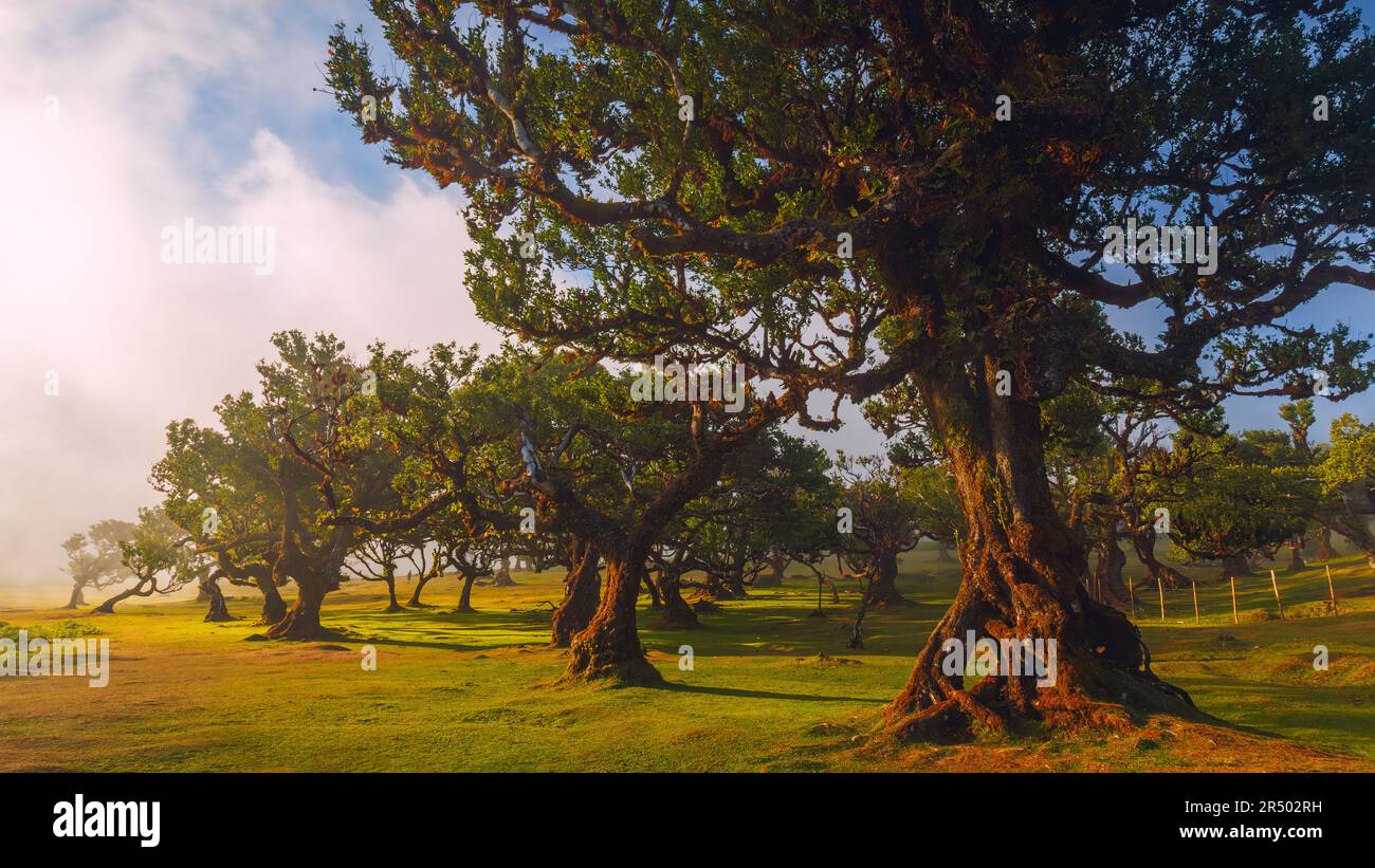 Fanal forest , old mystical tree in Madeira island, Unesco Stock Photo ...