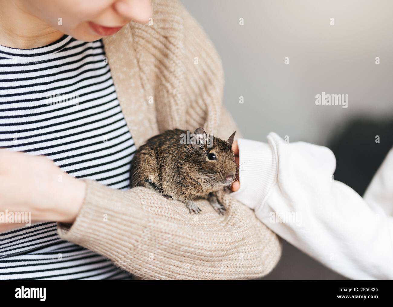 Young girl playing with cute chilean degu squirrel. Cute pet sitting on ...
