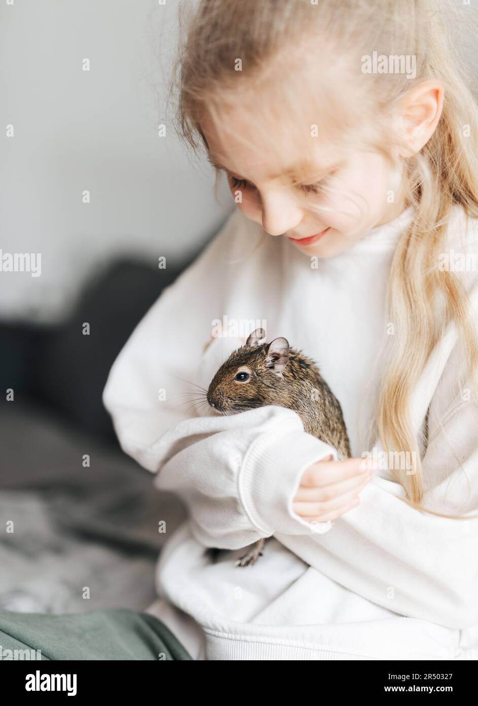 Young girl playing with cute chilean degu squirrel. Cute pet sitting on ...