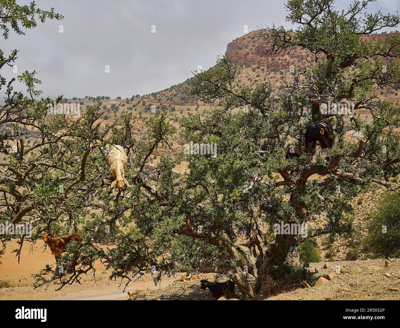 goats standing and climbing in a argan oil tree and feeding from the ...