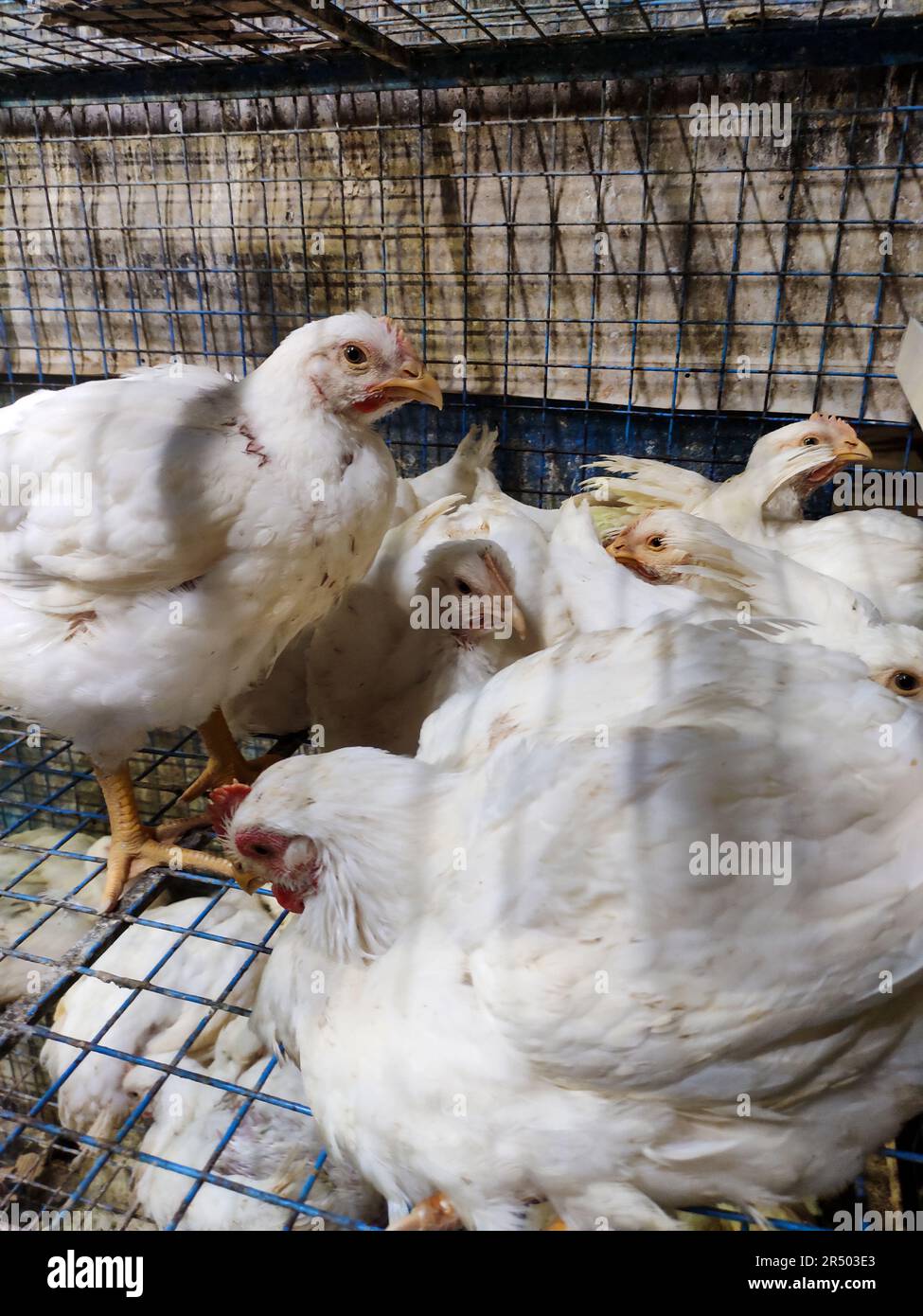 Chicken cage hi-res stock photography and images - Alamy