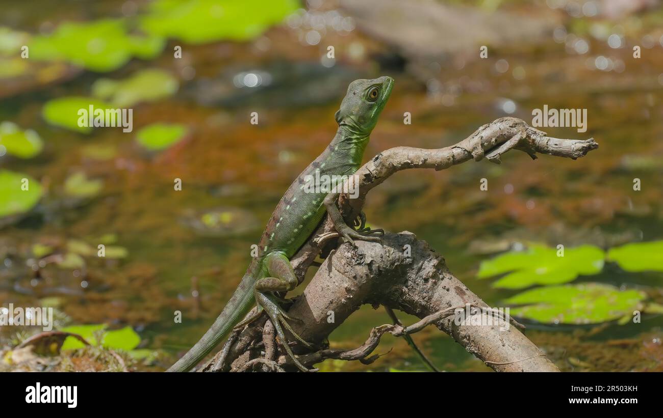 female green basilisk lizard on a tree root at lagoon Stock Photo - Alamy