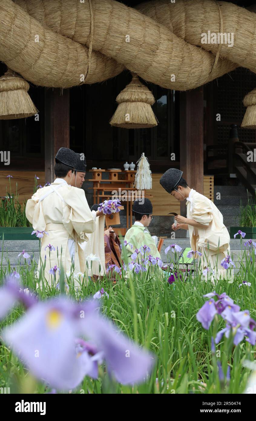 Priests gather irises during the Edo Iris First Harvest Ritual at ...