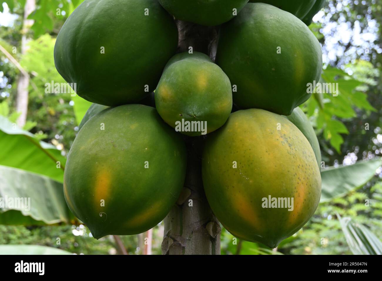 Ripen papaya hi-res stock photography and images - Alamy