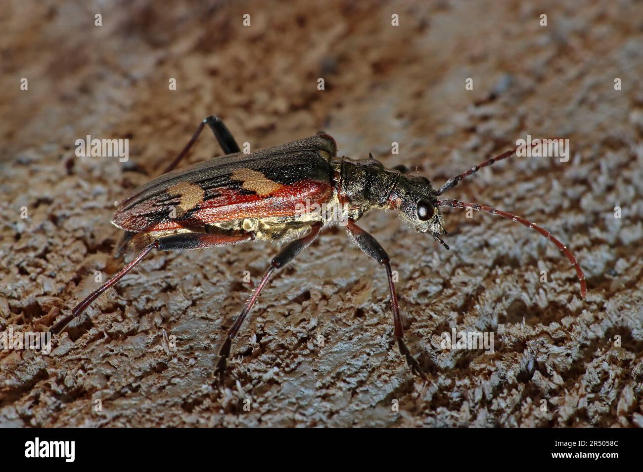 Two Banded Longhorn Beetle Rhagium bifasciatum Stock Photo - Alamy