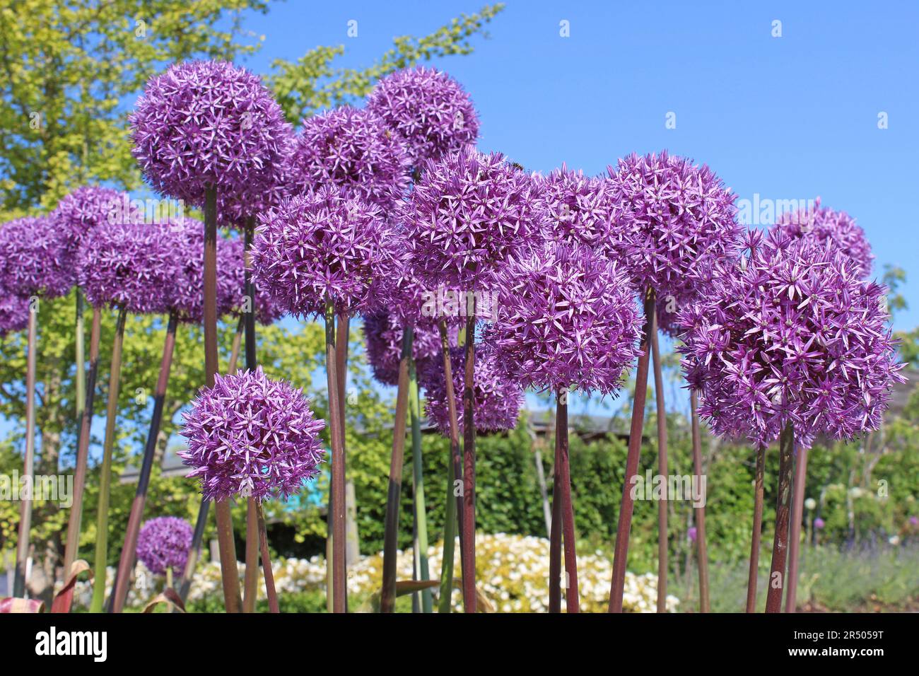 Flowering Purple Alliums Stock Photo - Alamy