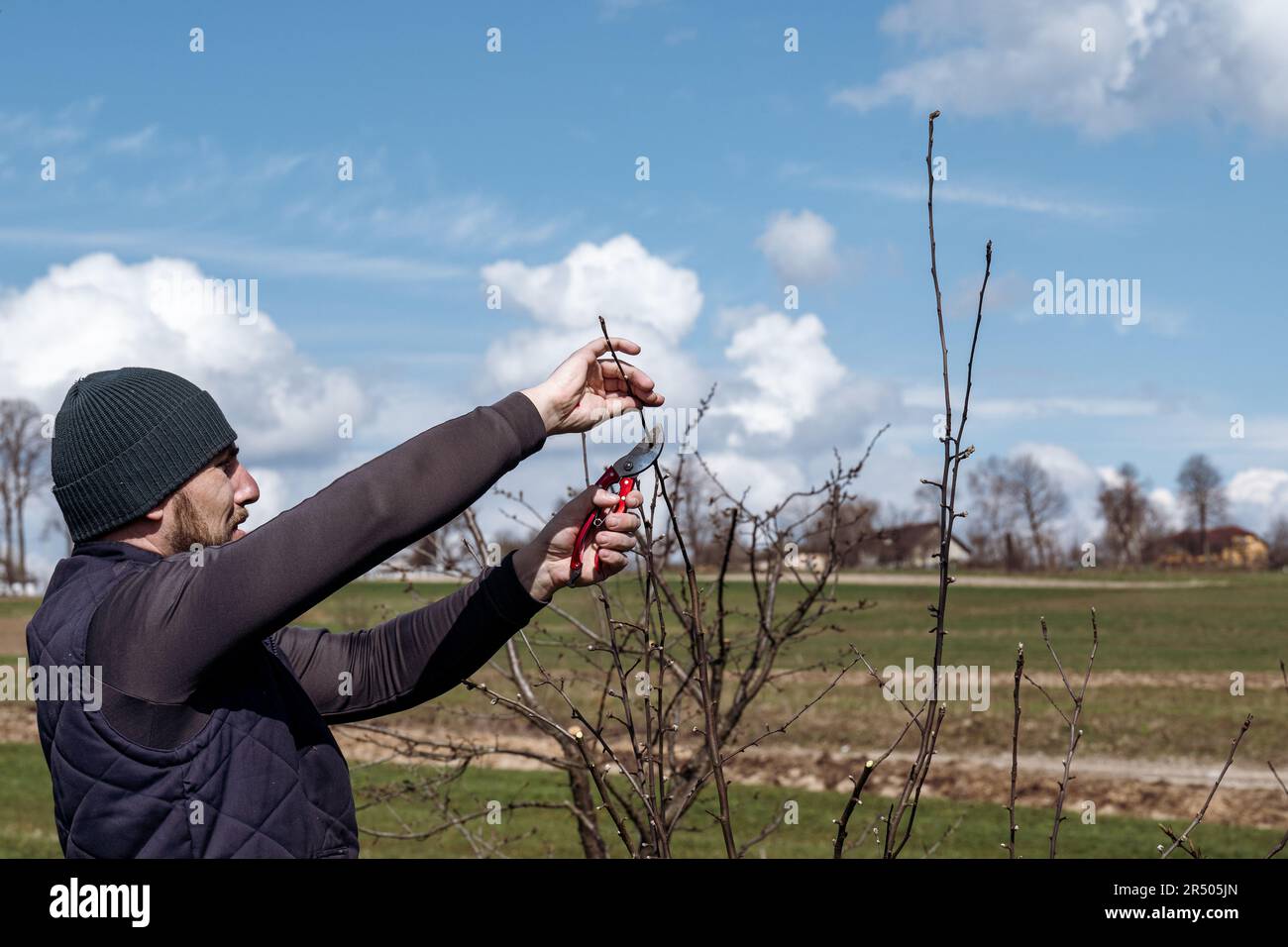 a gardener cuts young branches on a tree using garden shears, formative ...