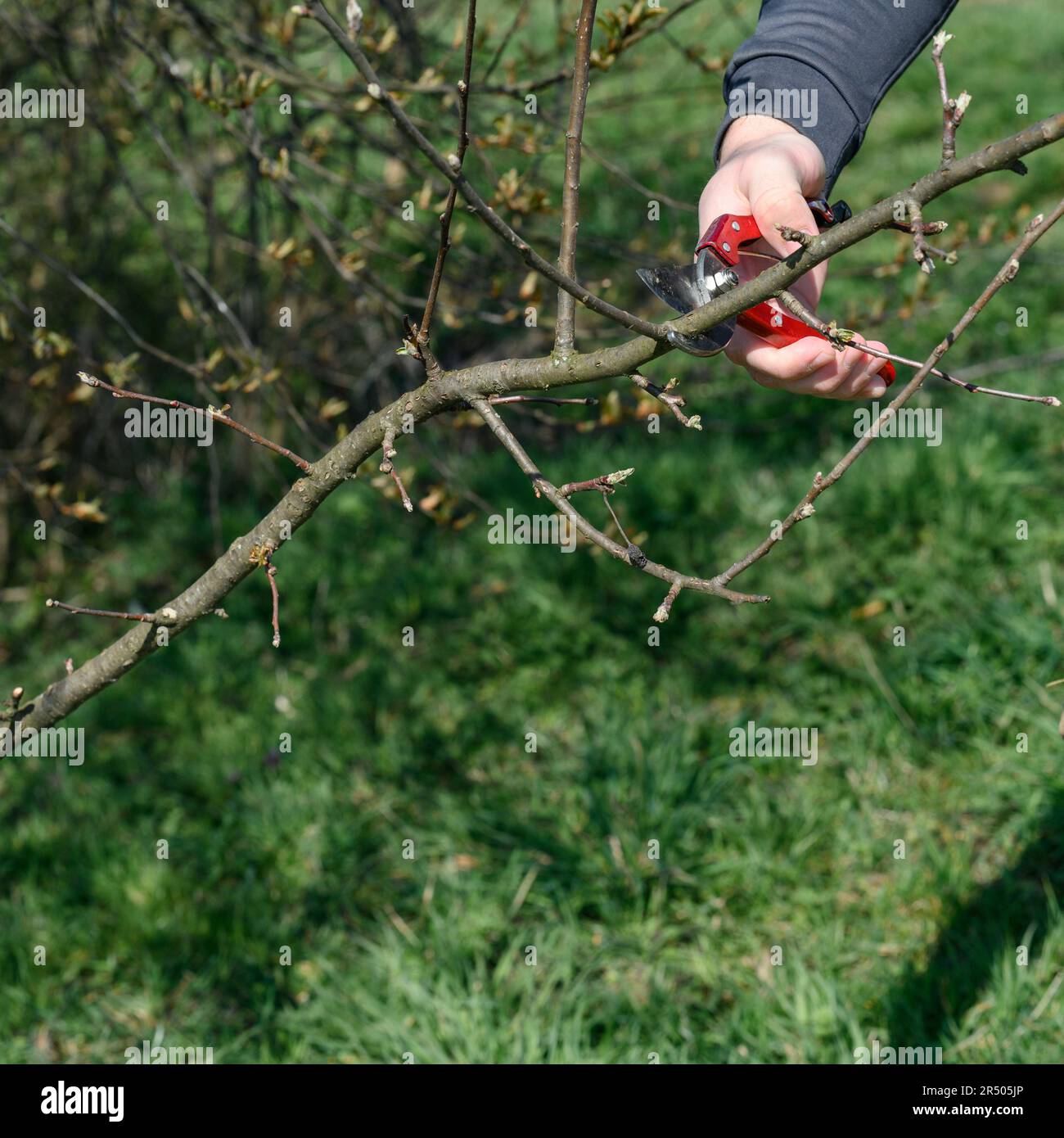a gardener cuts young branches on a tree using garden shears, formative ...